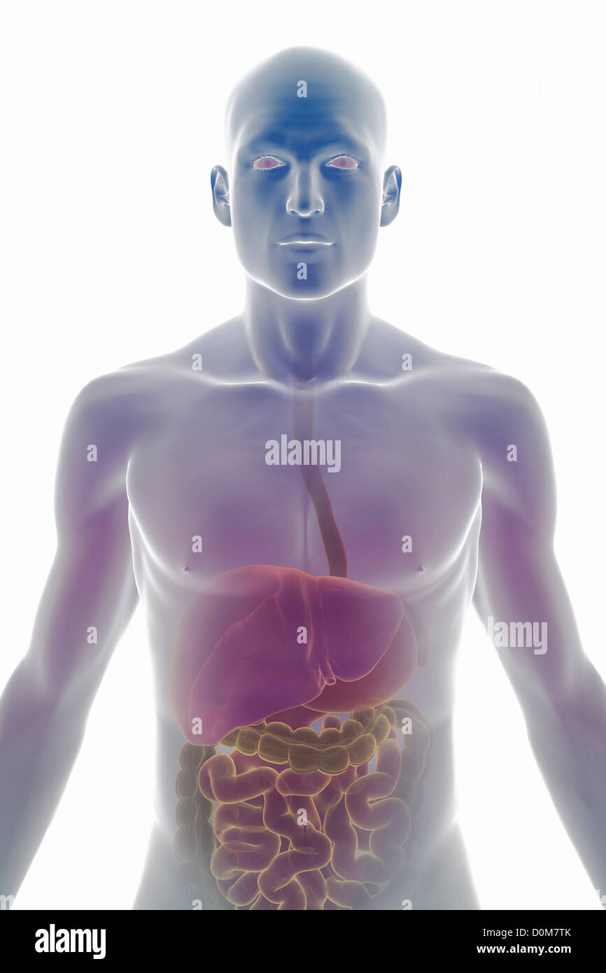 Stylized front view of the upper body showing the digestive system ...