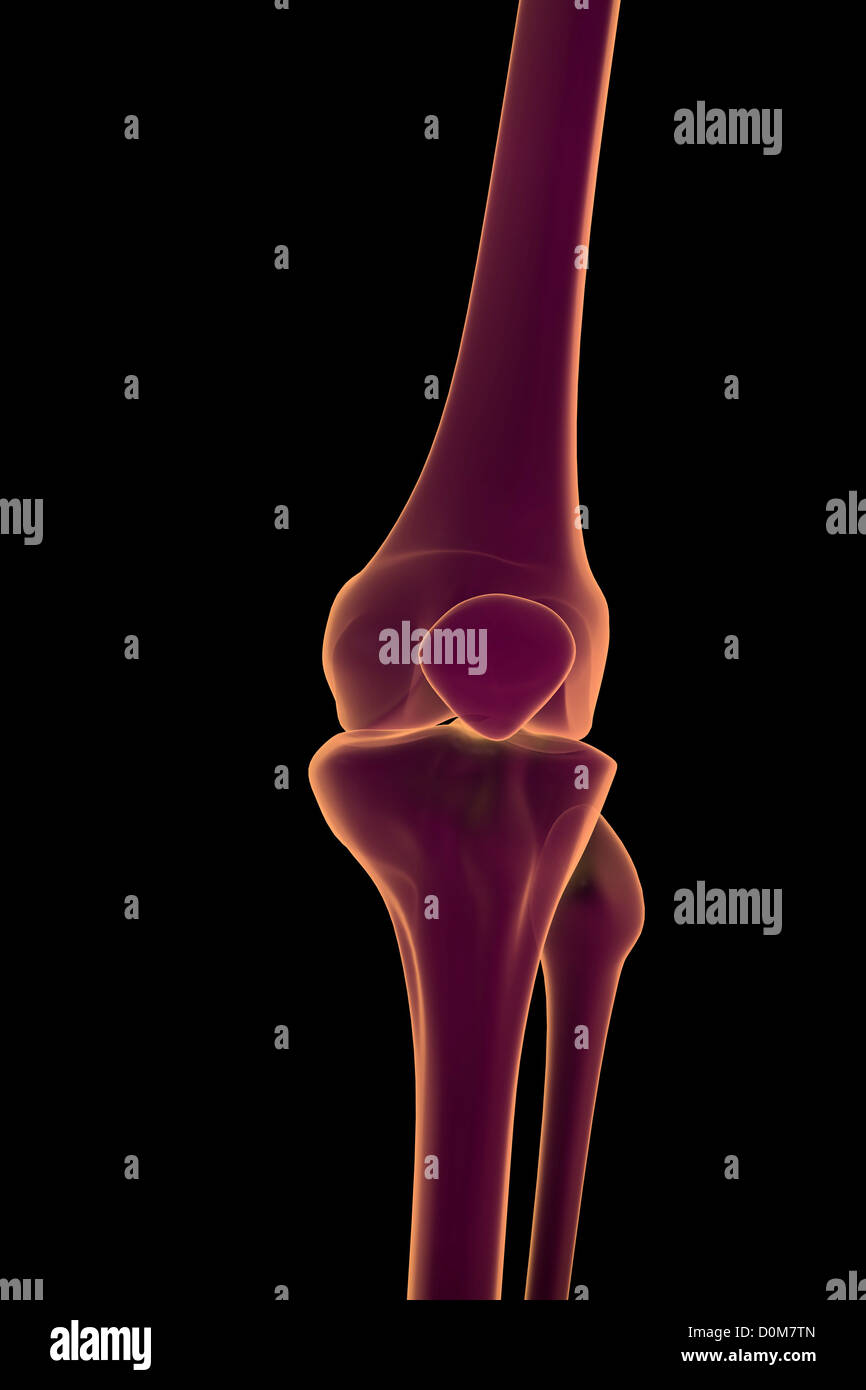 Stylized front view bones knee hi-res stock photography and images - Alamy