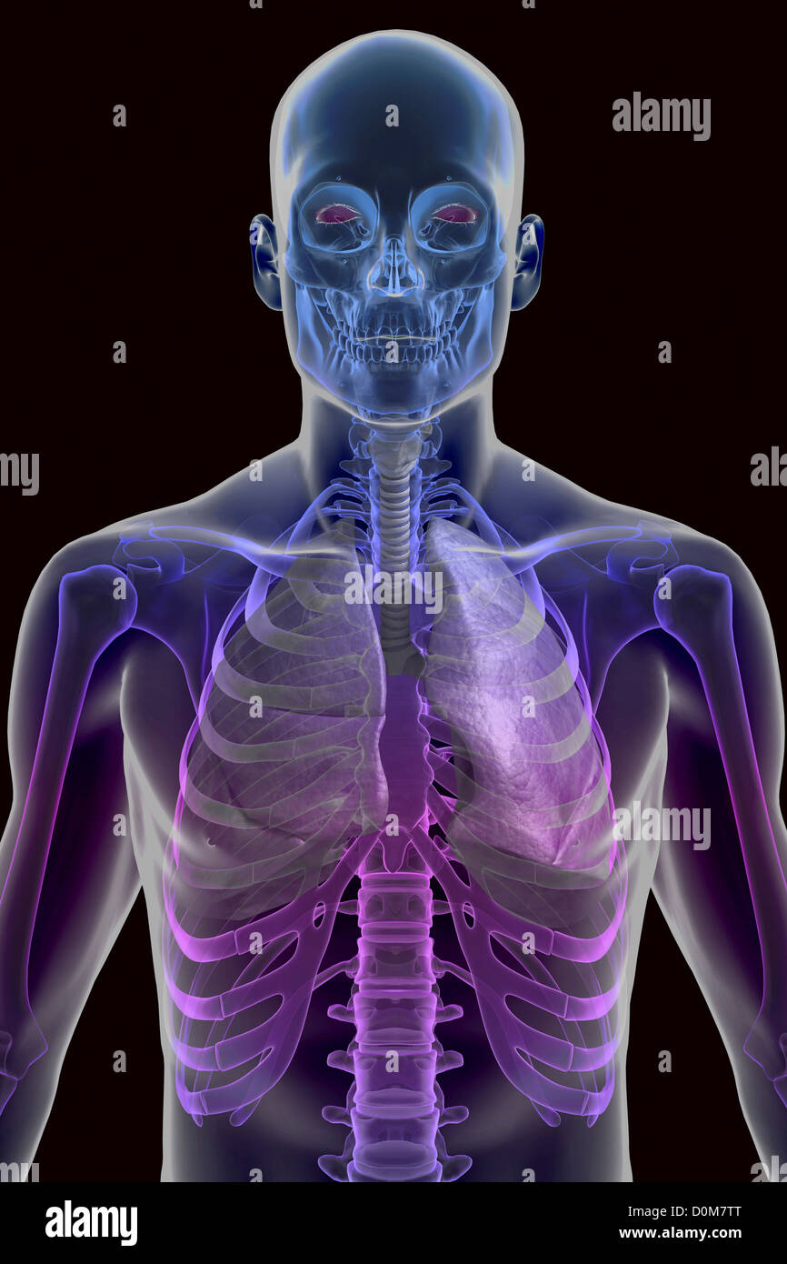 Stylized front view of the upper body showing the skeleton and ...