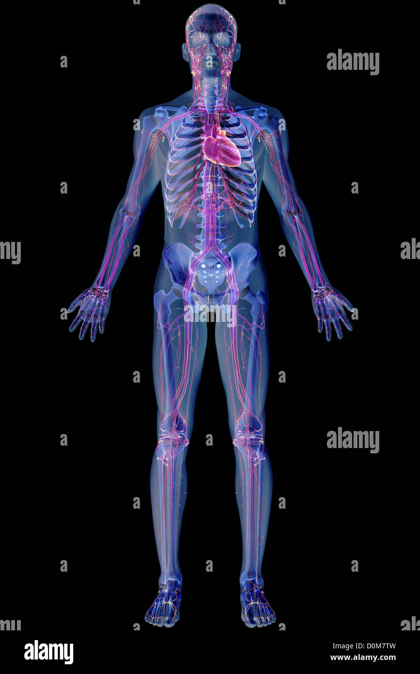Full body view of the cardiovascular system Stock Photo - Alamy