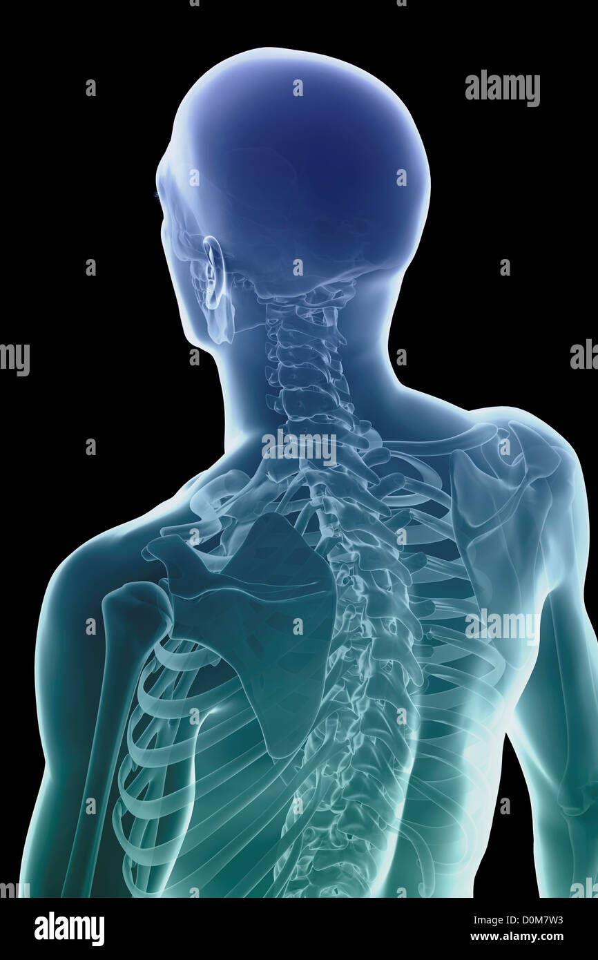 Bones of the upper body hi-res stock photography and images - Alamy