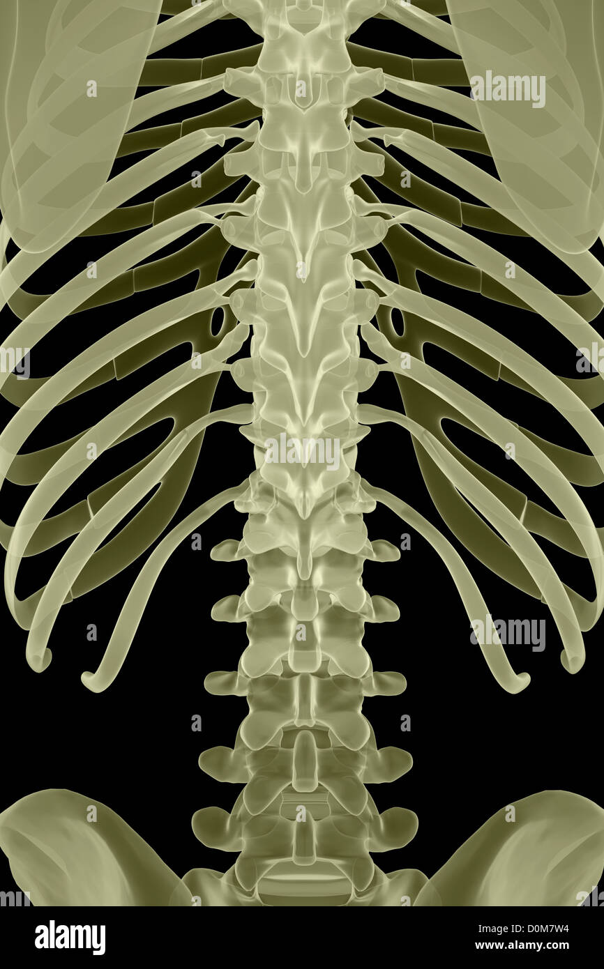 Rear view bones upper body hi-res stock photography and images - Alamy