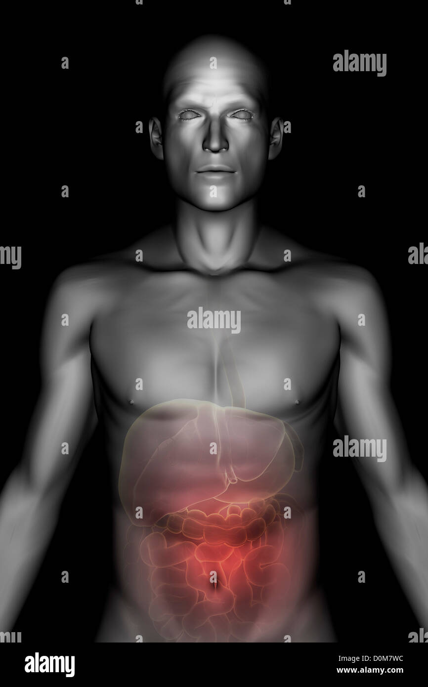 Front stylized view of the male skin and digestive system. The small ...