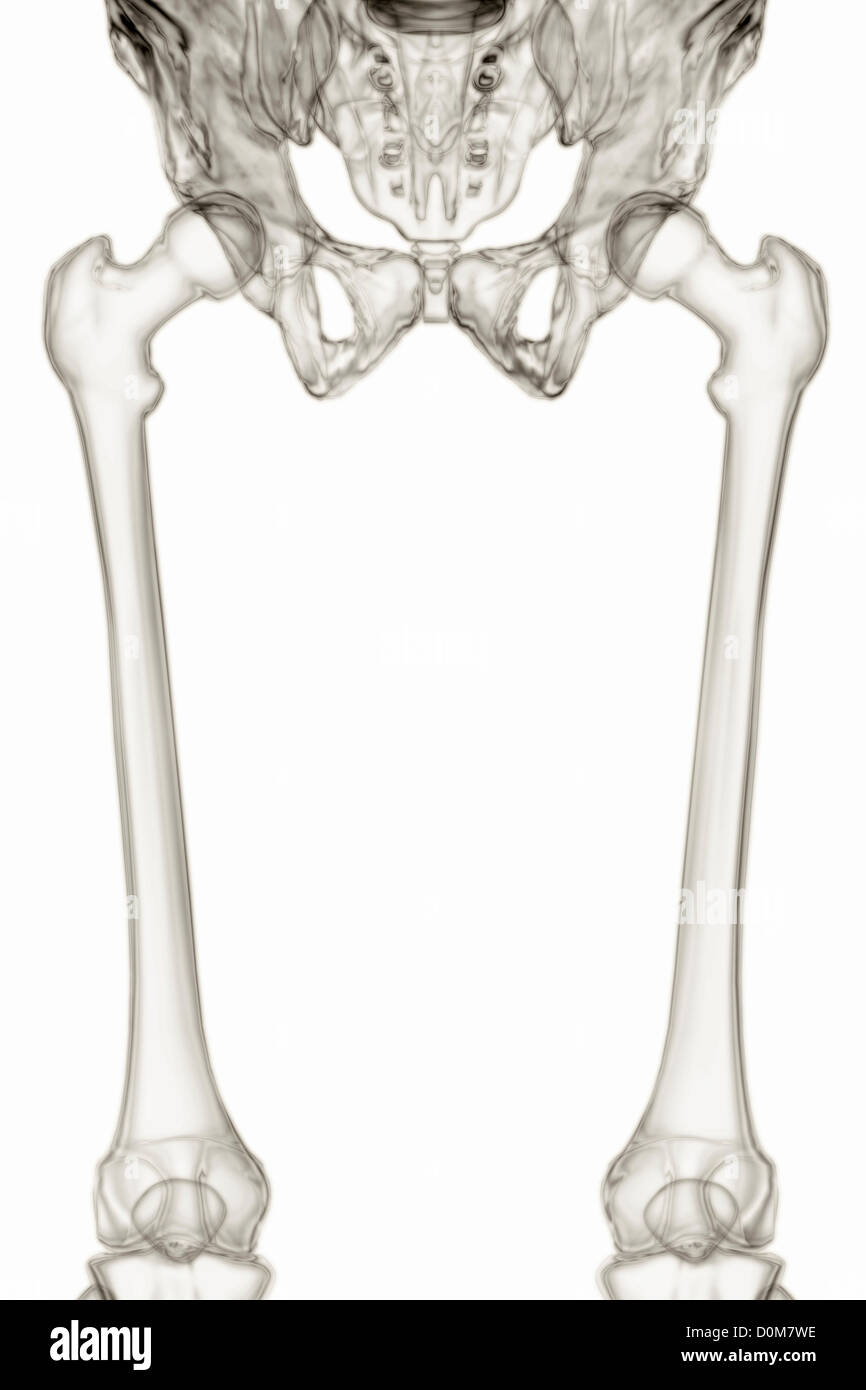 X-ray styled view of the bones of the trunk Stock Photo - Alamy