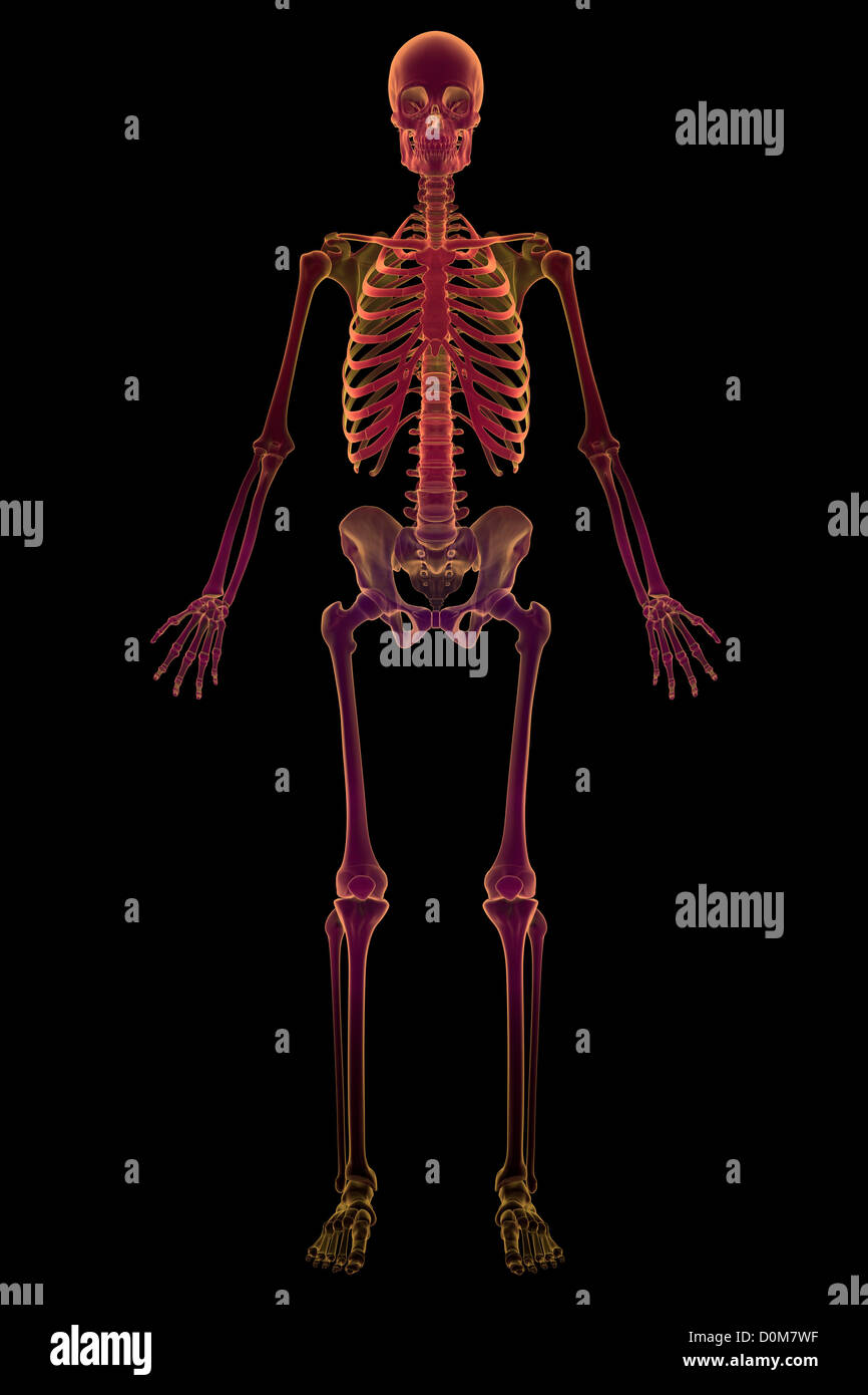 Full body view of the male human skeleton Stock Photo - Alamy