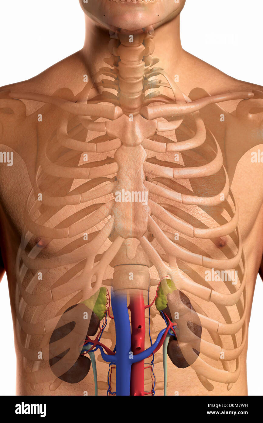 Renal circulation hi-res stock photography and images - Alamy
