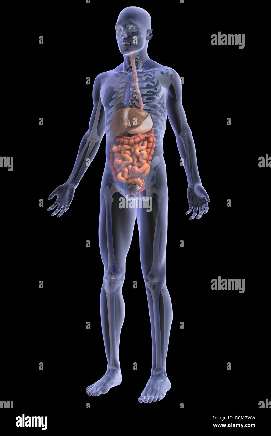 Three-quarter full body view of the male skin, skeleton and digestive ...