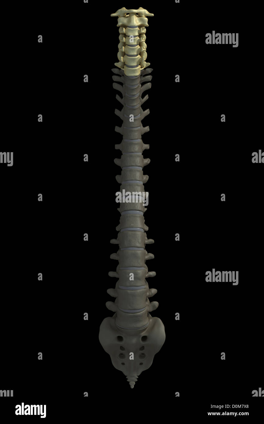 Front view of the human spinal column or spine. The cervical vertebrae ...