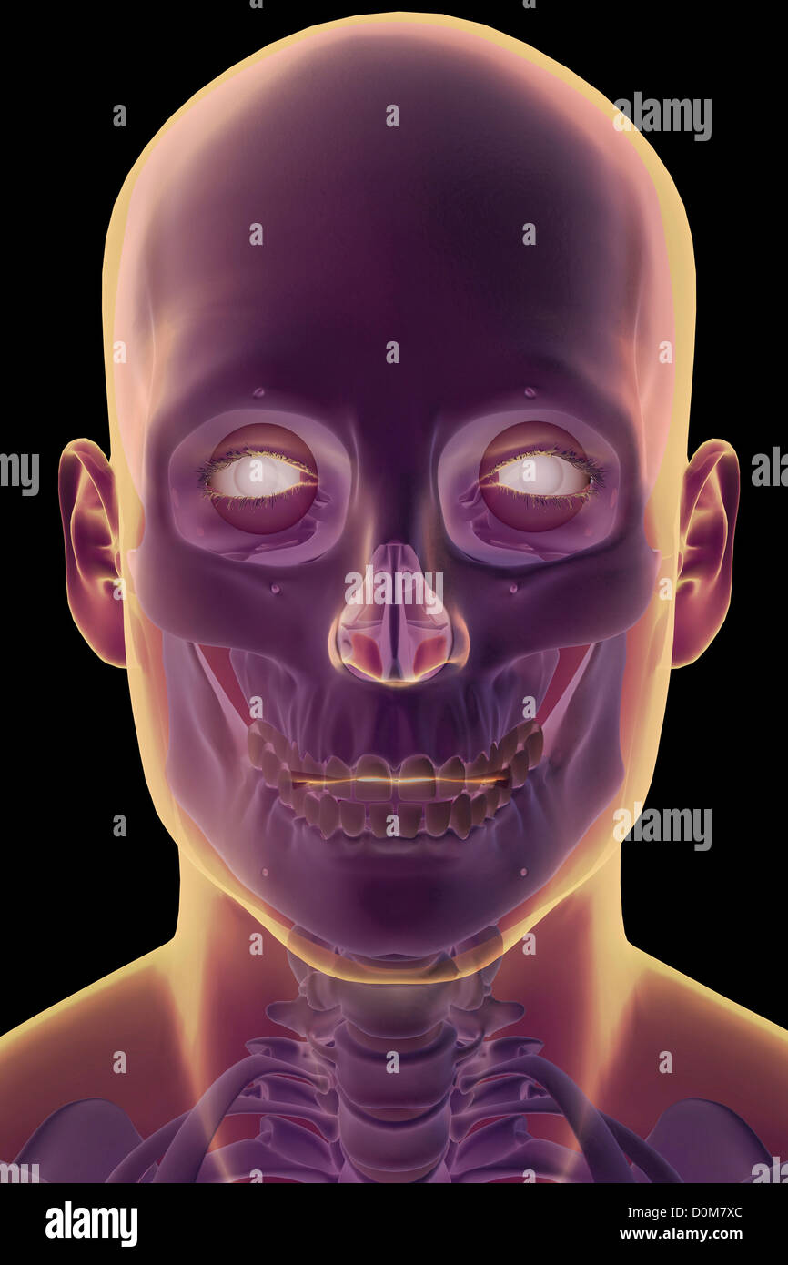 Skeletal anatomy face mandible hi-res stock photography and images - Alamy