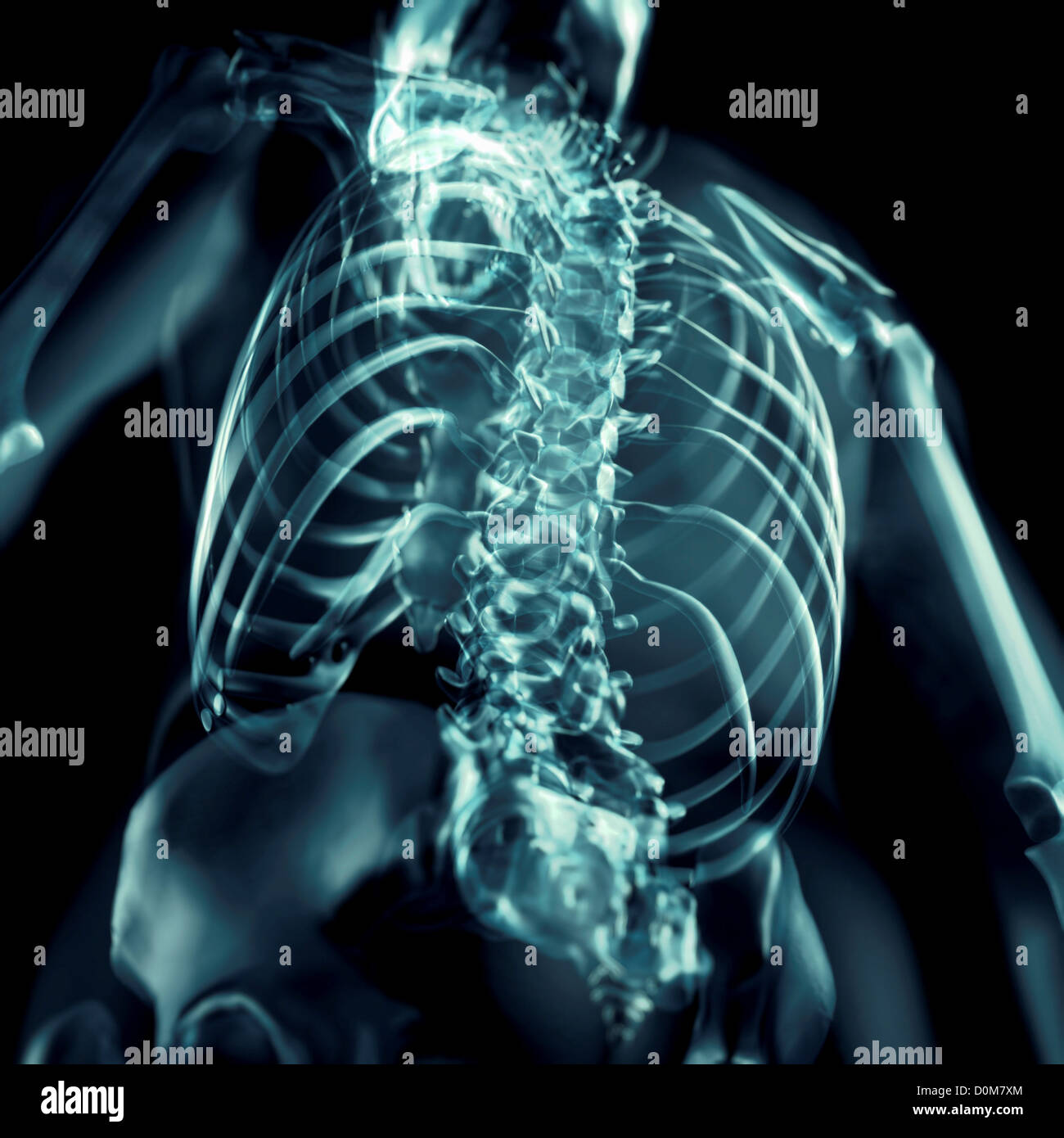 Back Rear View Spine Stock Photos & Back Rear View Spine Stock Images ...