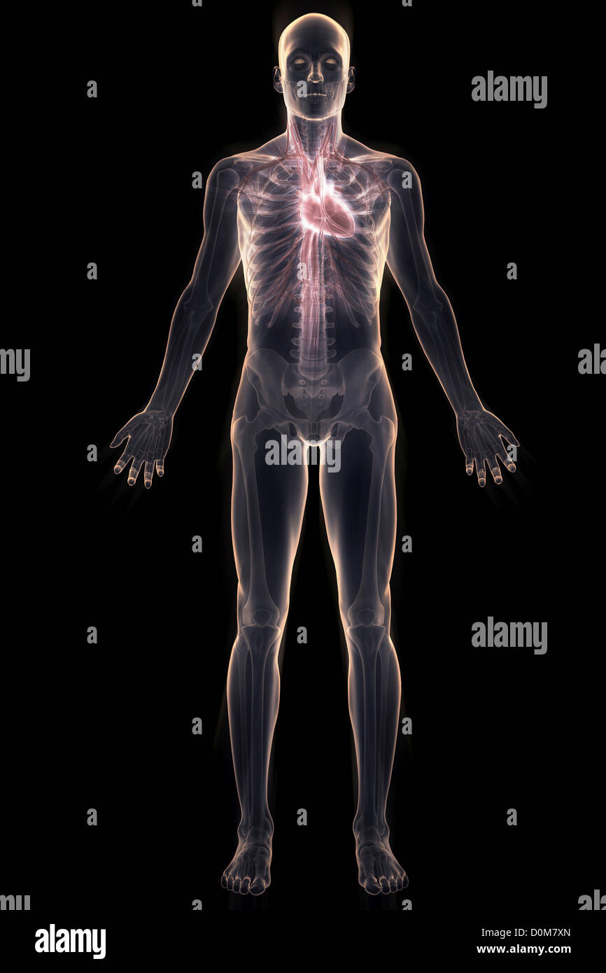 Full body view of the cardiovascular system Stock Photo - Alamy