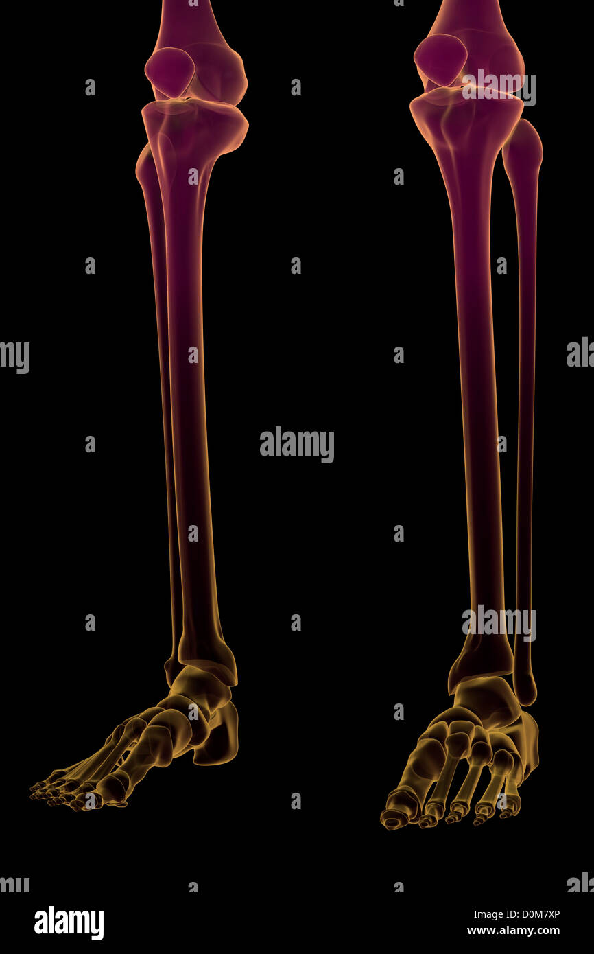 Three-quarter view of stylized bones of the lower legs, ankle joints ...