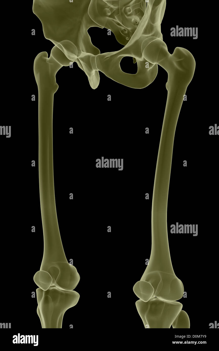 Three-quarter stylized view of the bones of the upper legs and pelvic ...