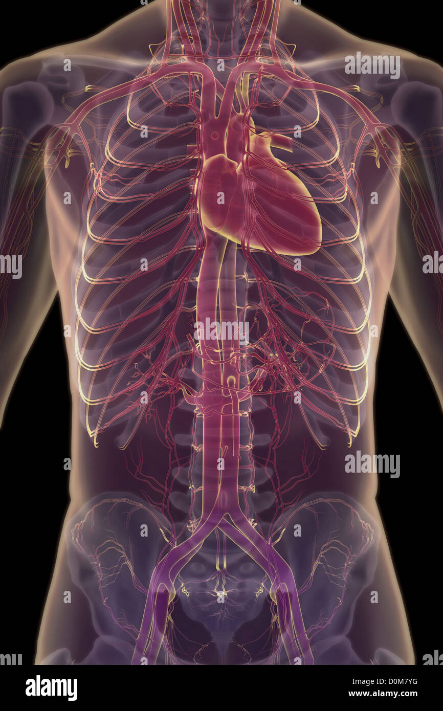 Front view of the heart, blood vessels and bones of the torso Stock ...