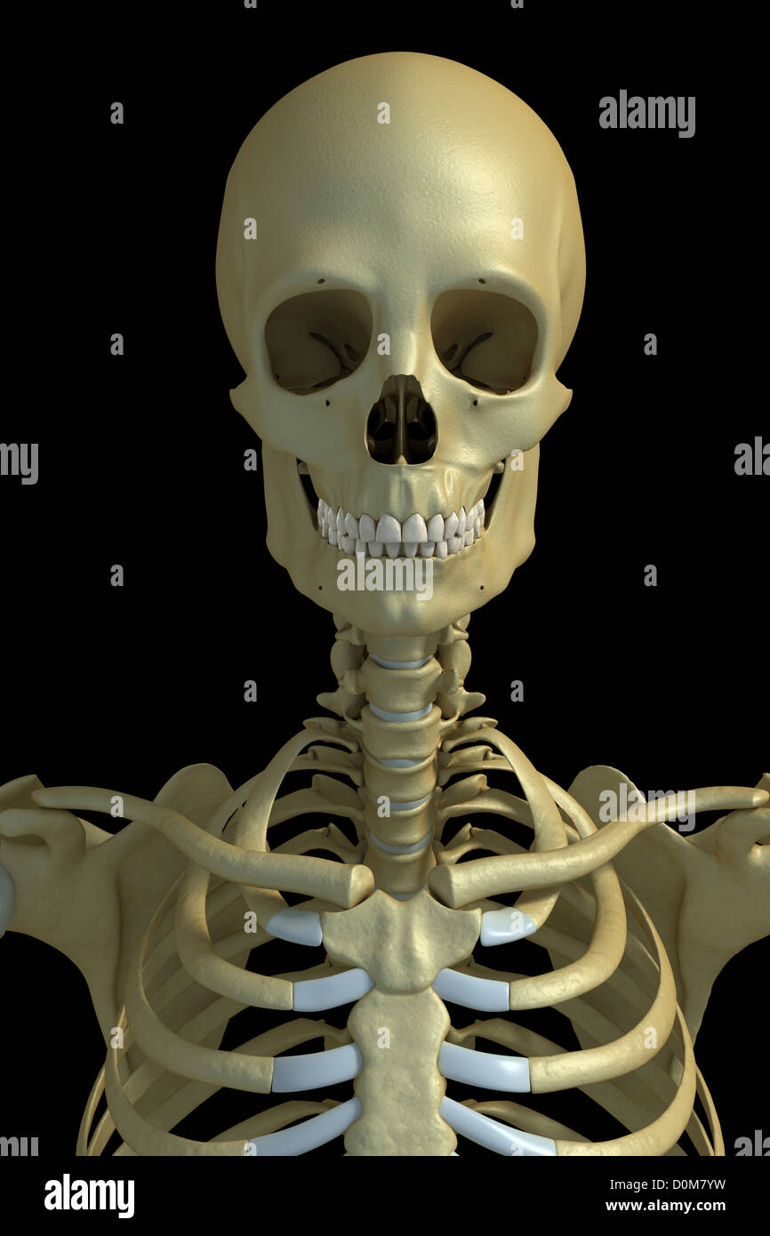 Front view of the bones of the head, neck and upper torso Stock Photo ...