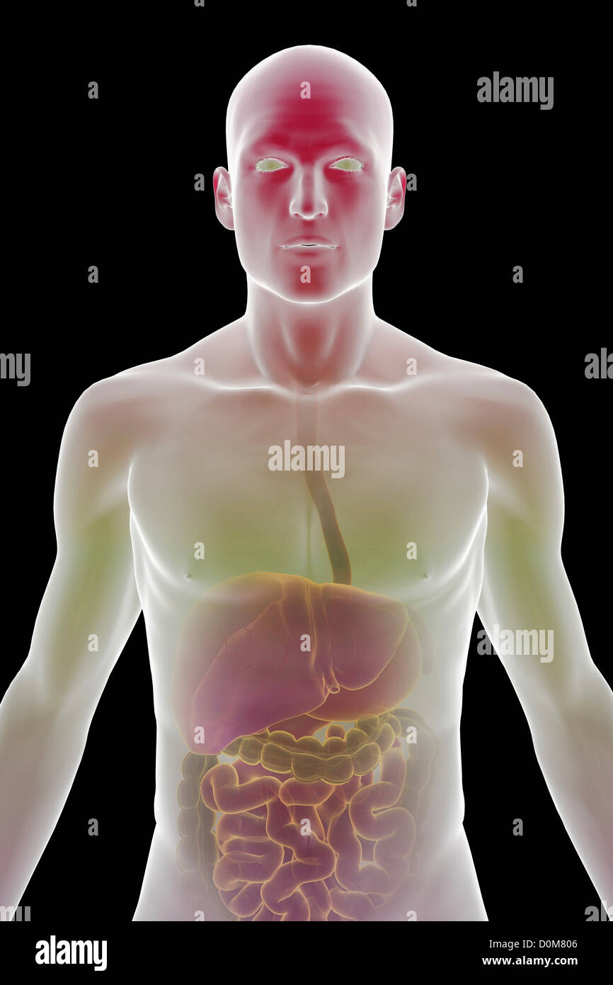 Stylized front view of the upper body showing the digestive system ...