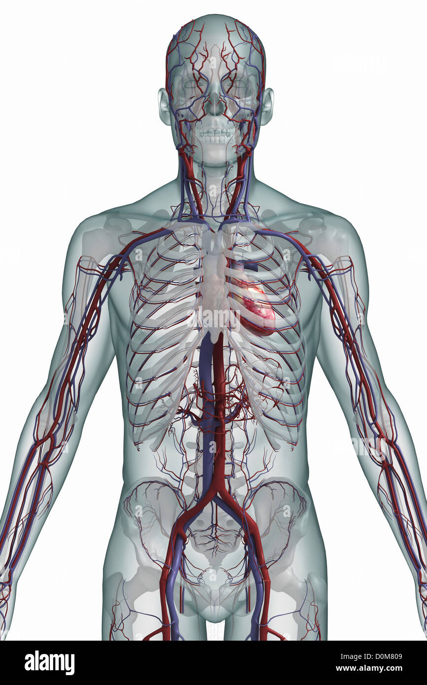Front view of the cardiovascular system and bones of the upper body ...