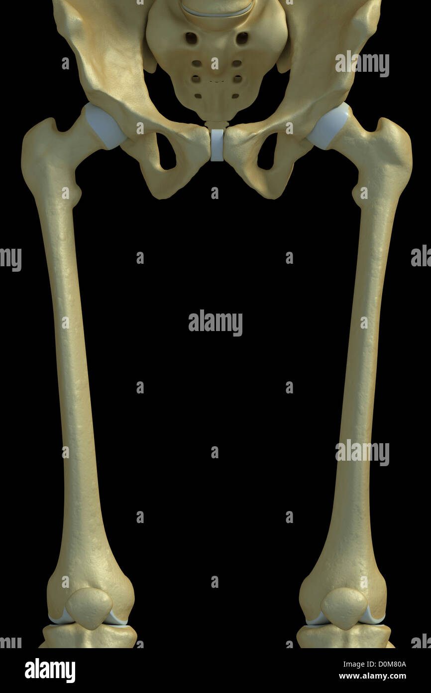 Upper Femur Joint High Resolution Stock Photography and Images - Alamy