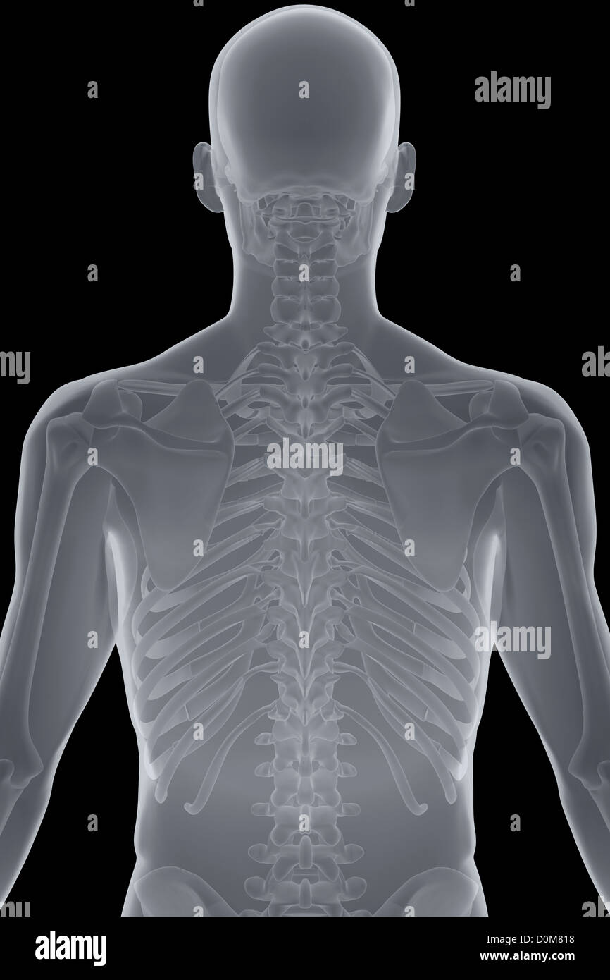 Bones of the upper body hi-res stock photography and images - Alamy