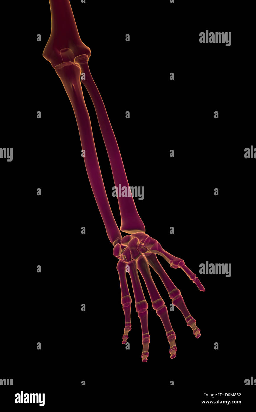 Left Forearm High Resolution Stock Photography and Images - Alamy