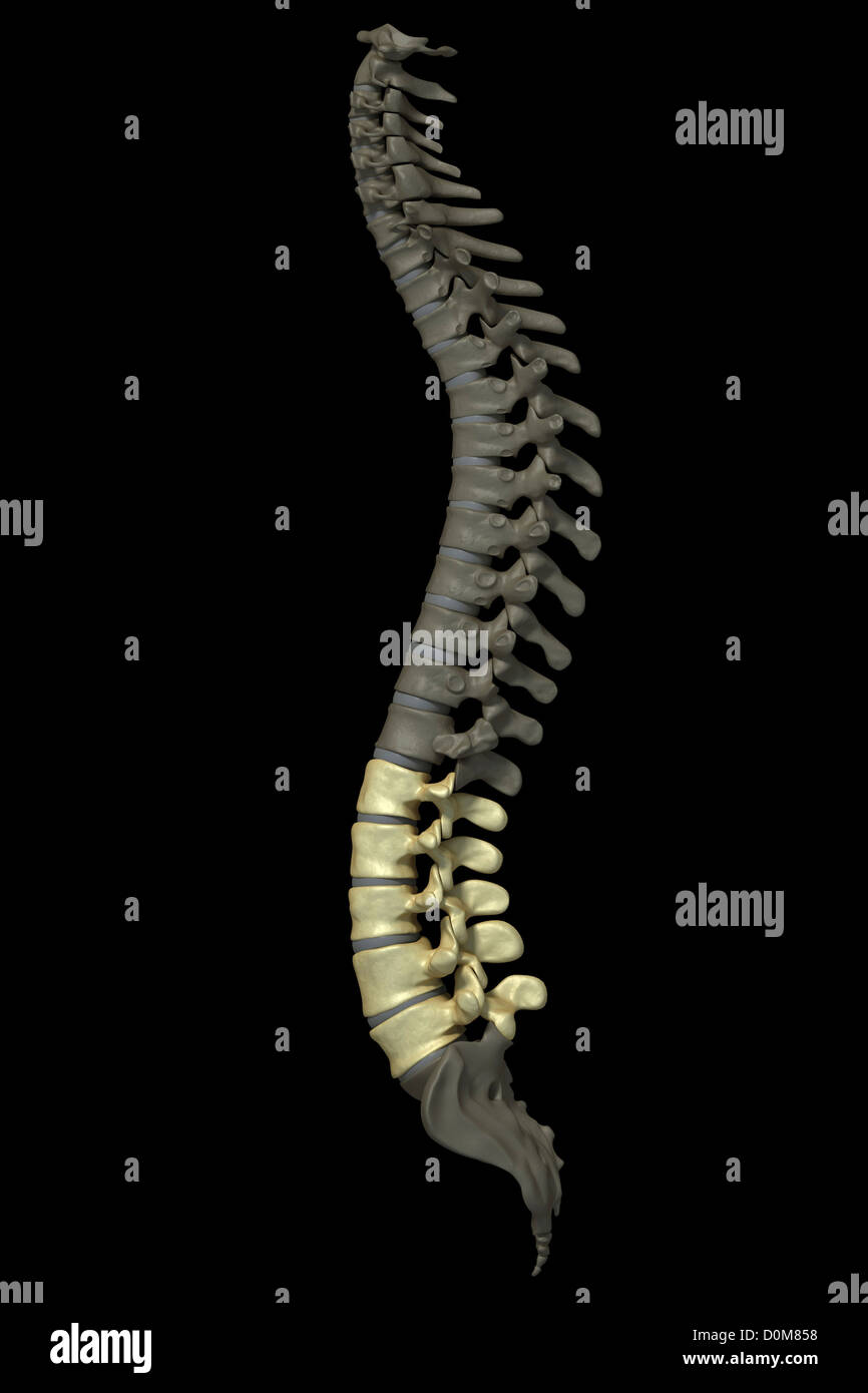 Side view of the human spinal column or spine. The lumbar vertebrae are ...