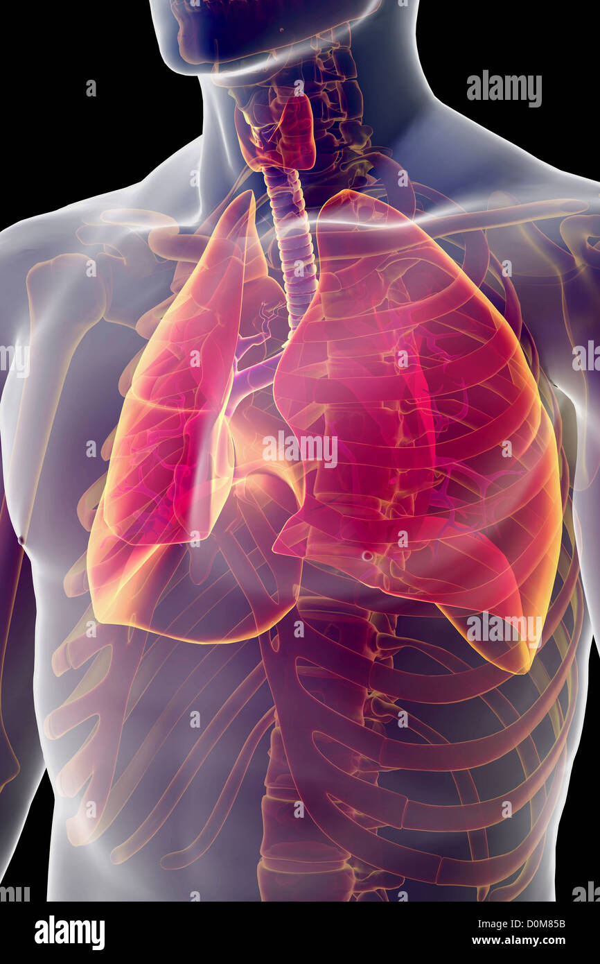 Three-quarter view of the upper body showing the respiratory system ...