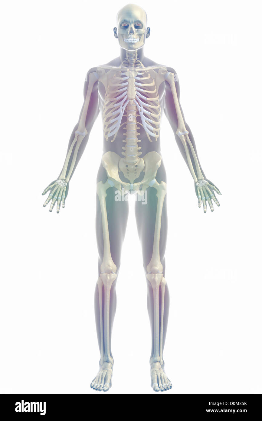 Full body view of the male human skeleton Stock Photo - Alamy