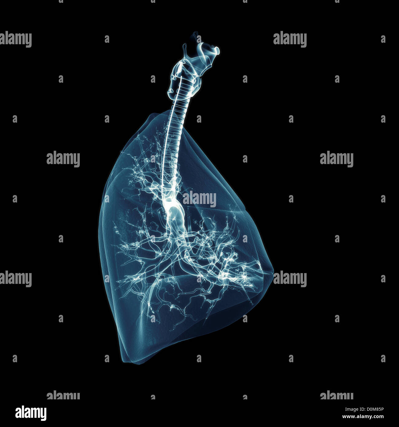 Stylized side view of the respiratory system in isolation. The lungs ...