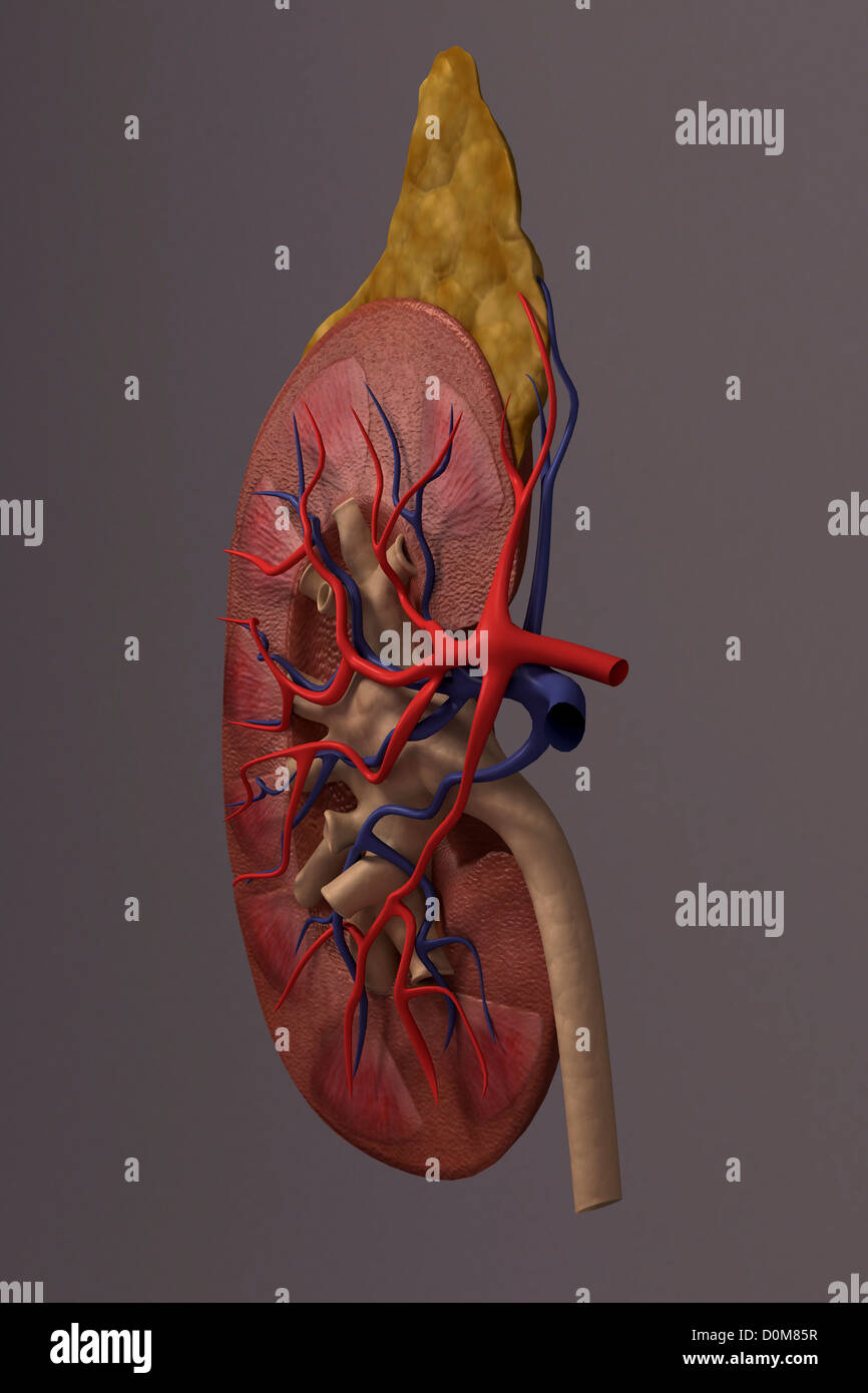 Sectional view hi-res stock photography and images - Alamy