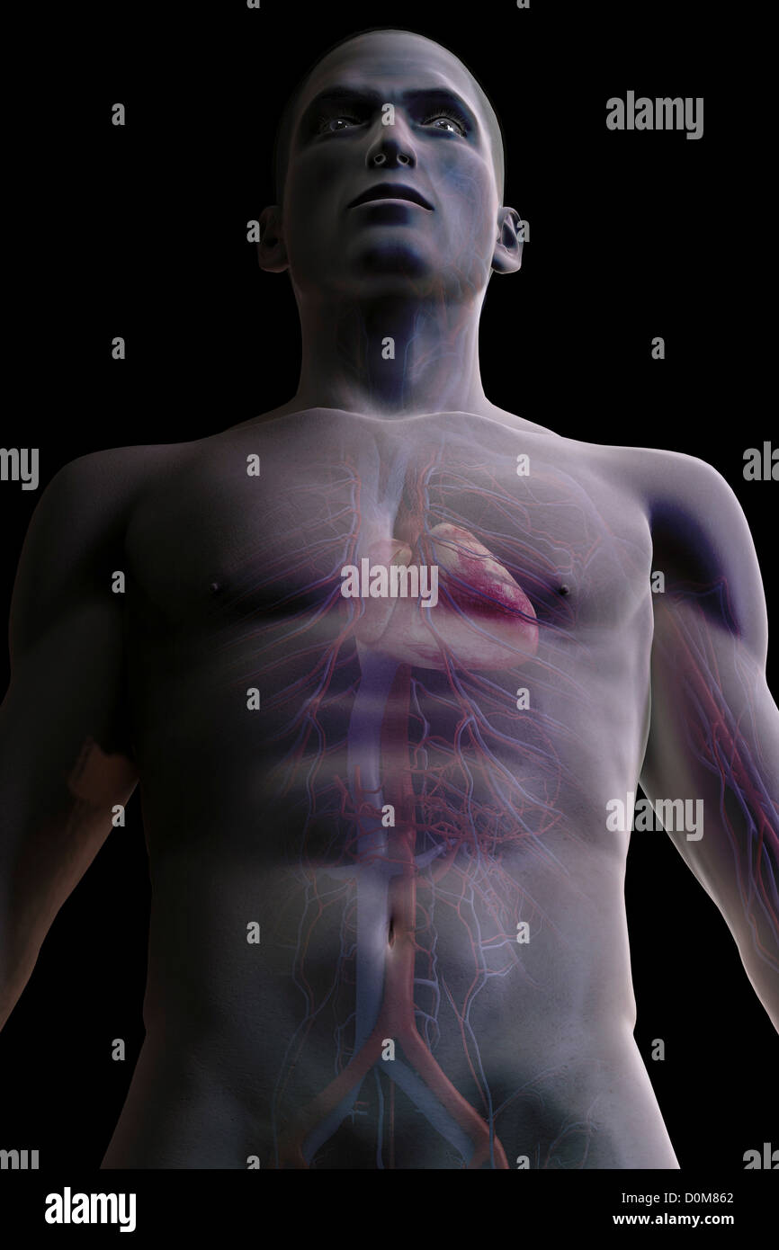 Front view of the cardiovascular system of the upper body Stock Photo ...
