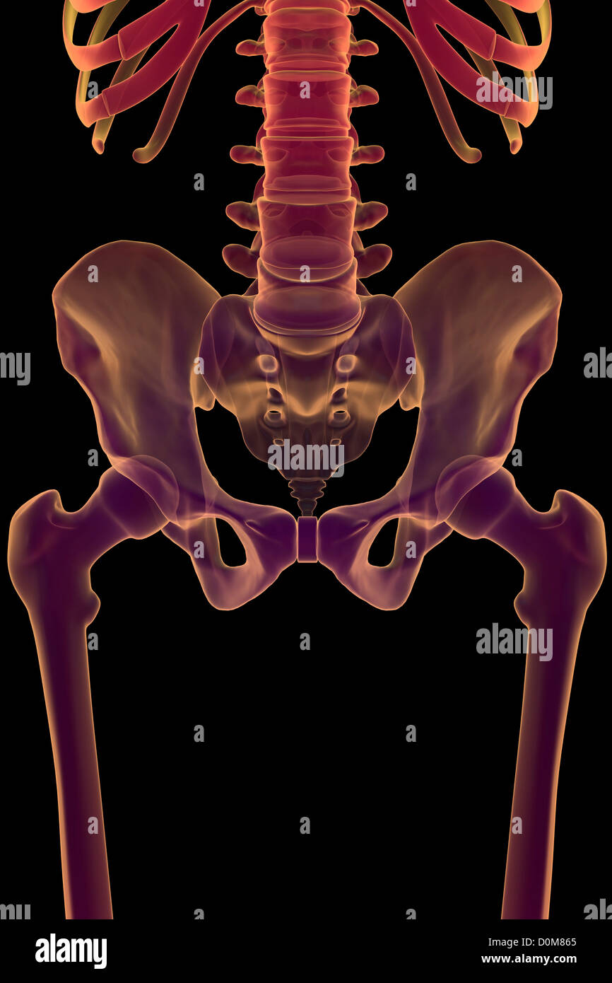 Close-up of stylized bones of the pelvic region Stock Photo - Alamy
