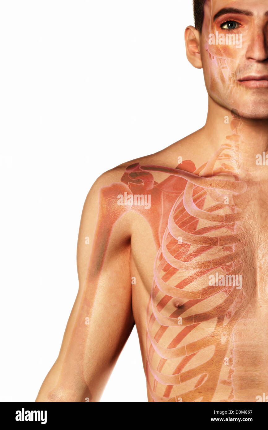 Front view of the bones of the glenohumeral or shoulder joint Stock ...