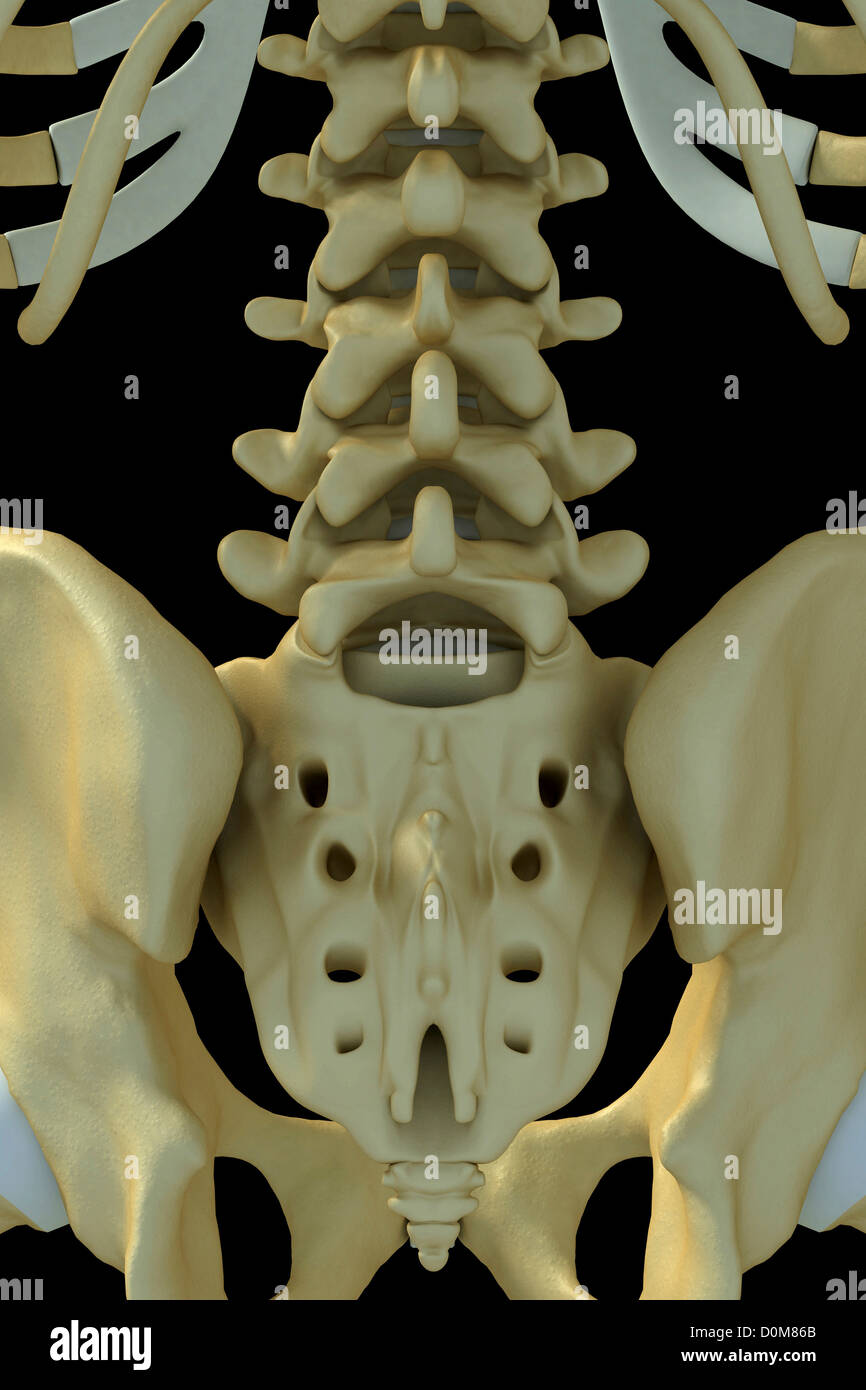 Close up view male sacrum hi-res stock photography and images - Alamy