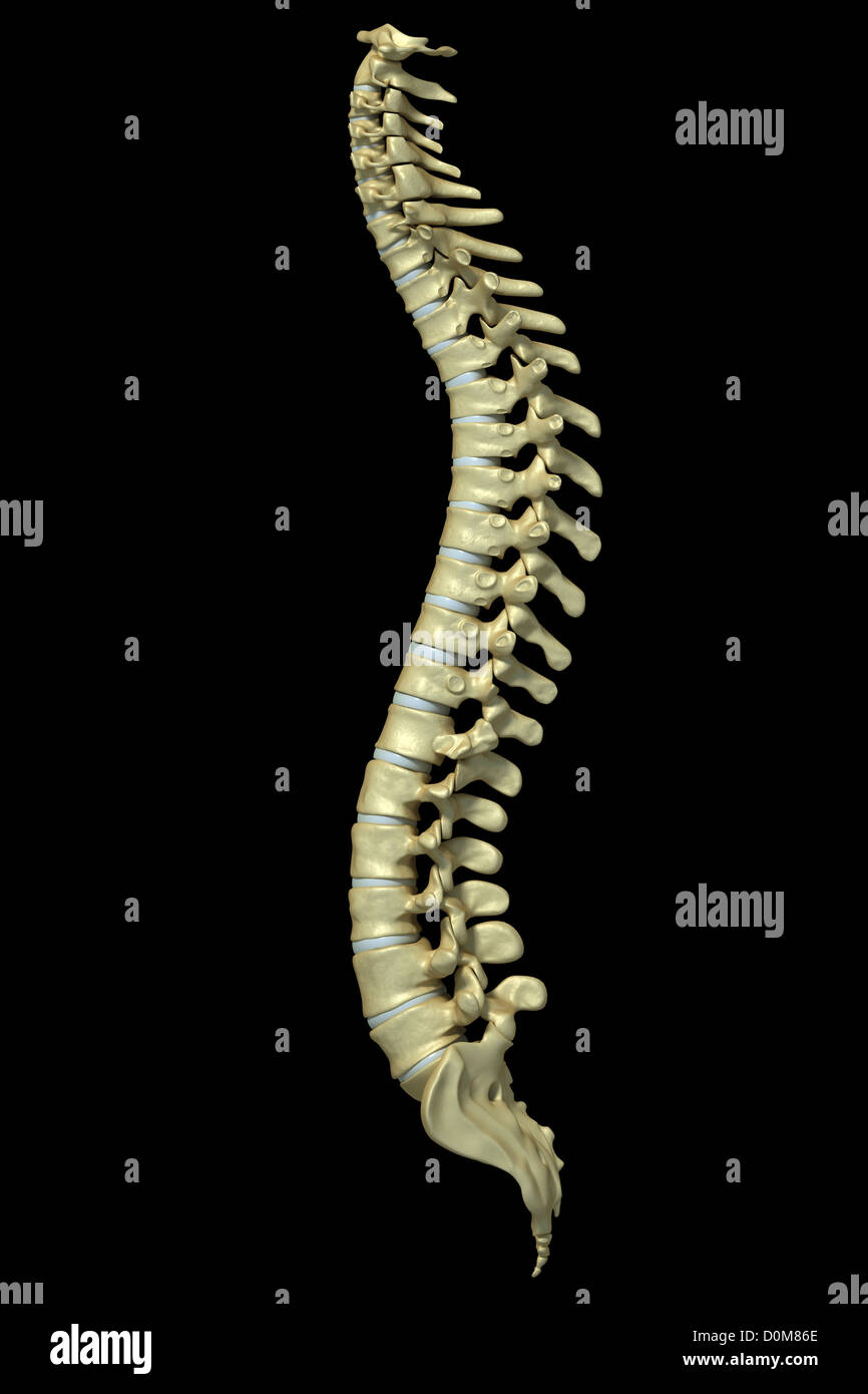 Side view of the human spinal column or spine Stock Photo - Alamy