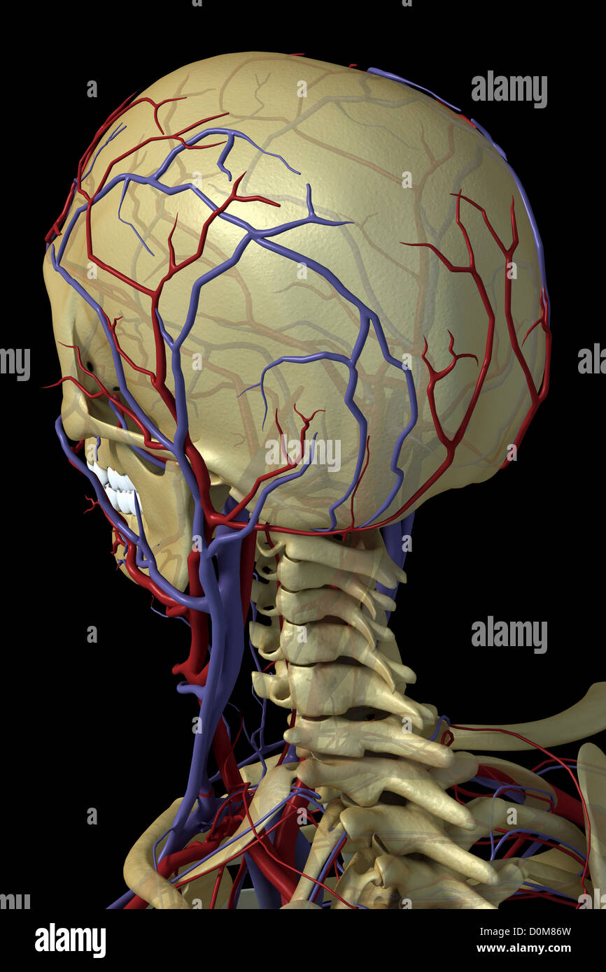 Blood vessels of the head and neck hi-res stock photography and images ...