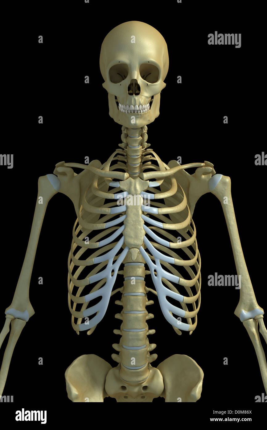 Front view of the bones of the upper body and torso Stock Photo - Alamy