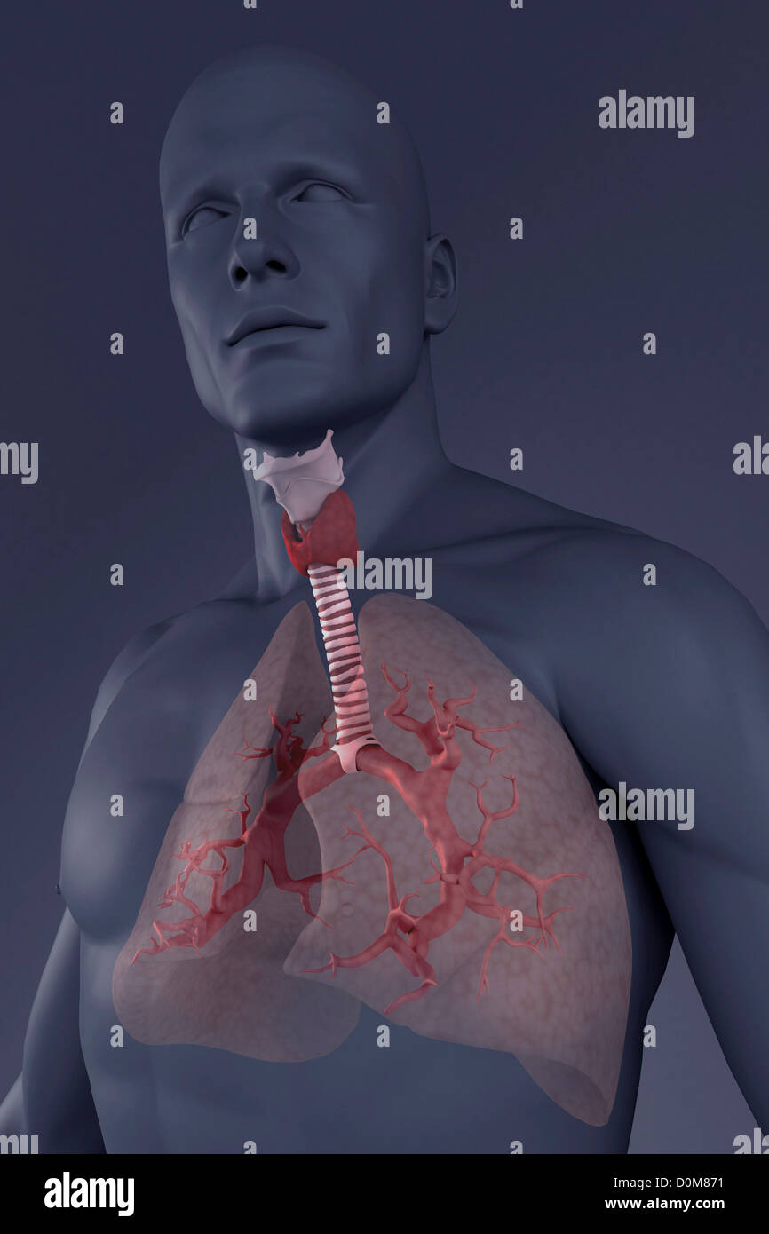 Close-up view of the upper body showing the respiratory system. The ...