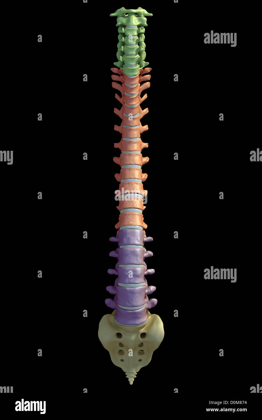 Front view human spinal column or spine. cervical lumbar thoracic ...