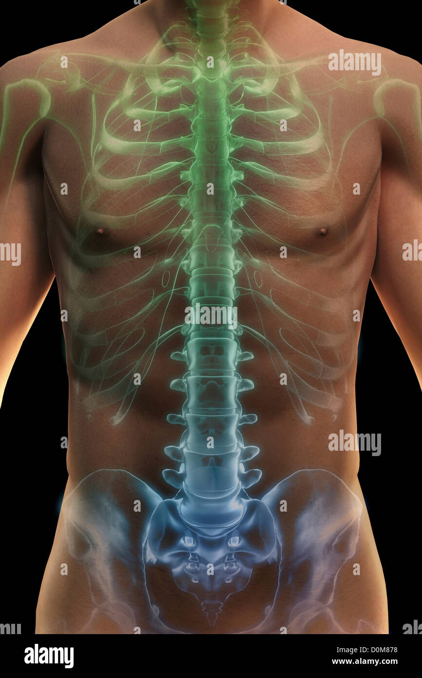 Front view of the bones the upper body with an X-ray style within the ...