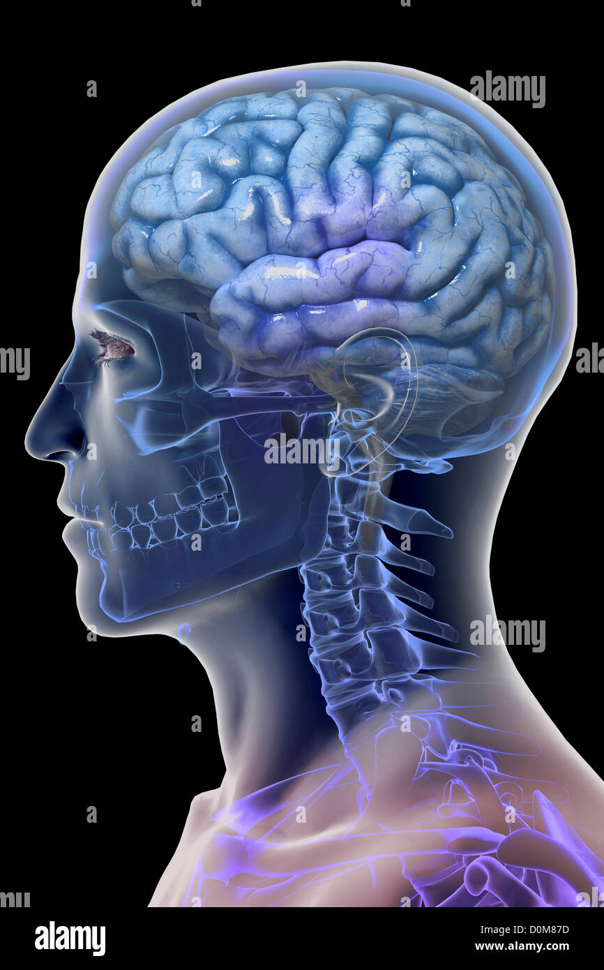Stylized side view of the brain within the body. The skeleton is also ...
