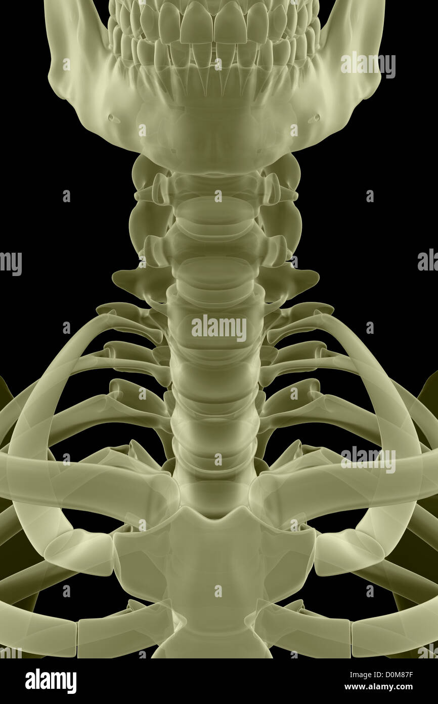 Front view of stylized bones of the cervical spine and sternoclavicular ...