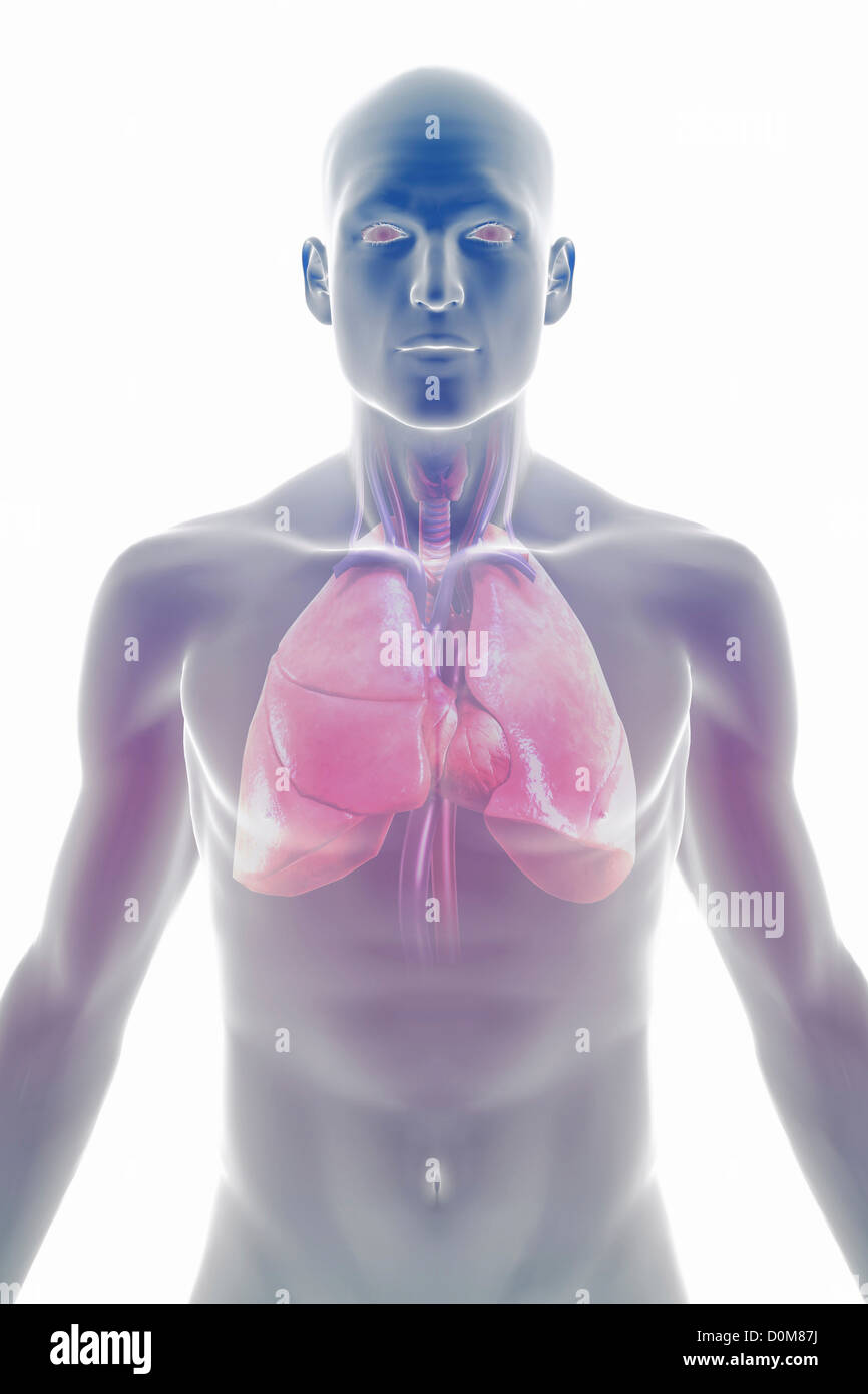 Stylized front view of the upper body showing the respiratory system ...