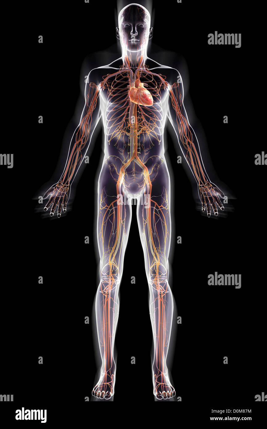 Full body view of the cardiovascular system Stock Photo - Alamy
