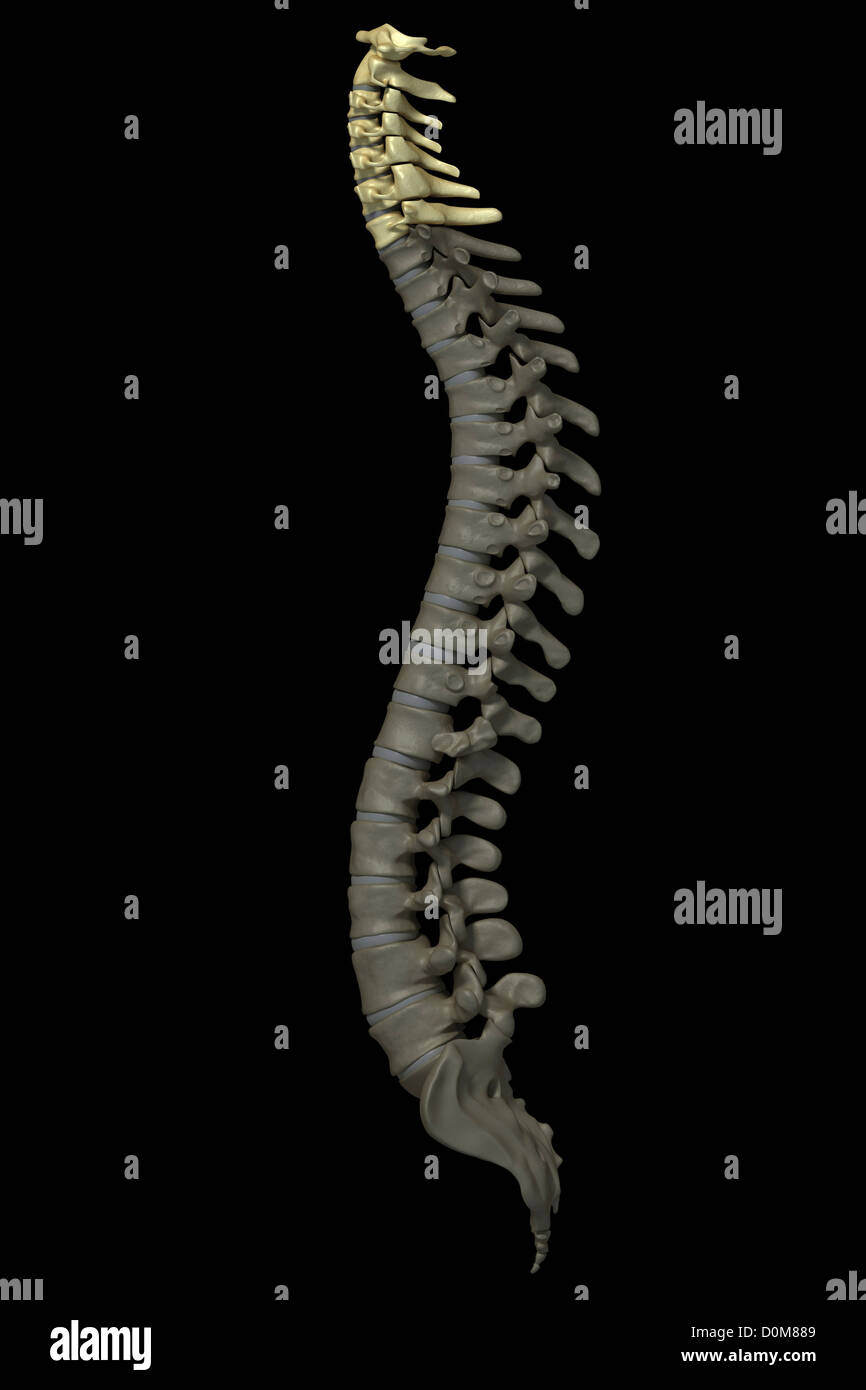 Side view of the human spinal column or spine. The cervical vertebrae ...
