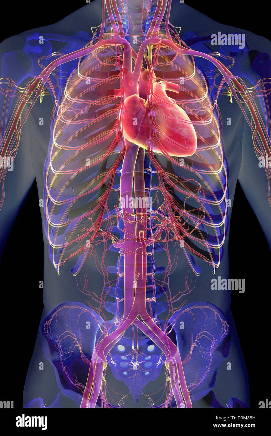 Stylized front view of the cardiovascular system and bones of the upper ...