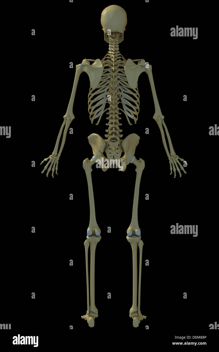 Skeleton Rear Stock Photos & Skeleton Rear Stock Images - Alamy