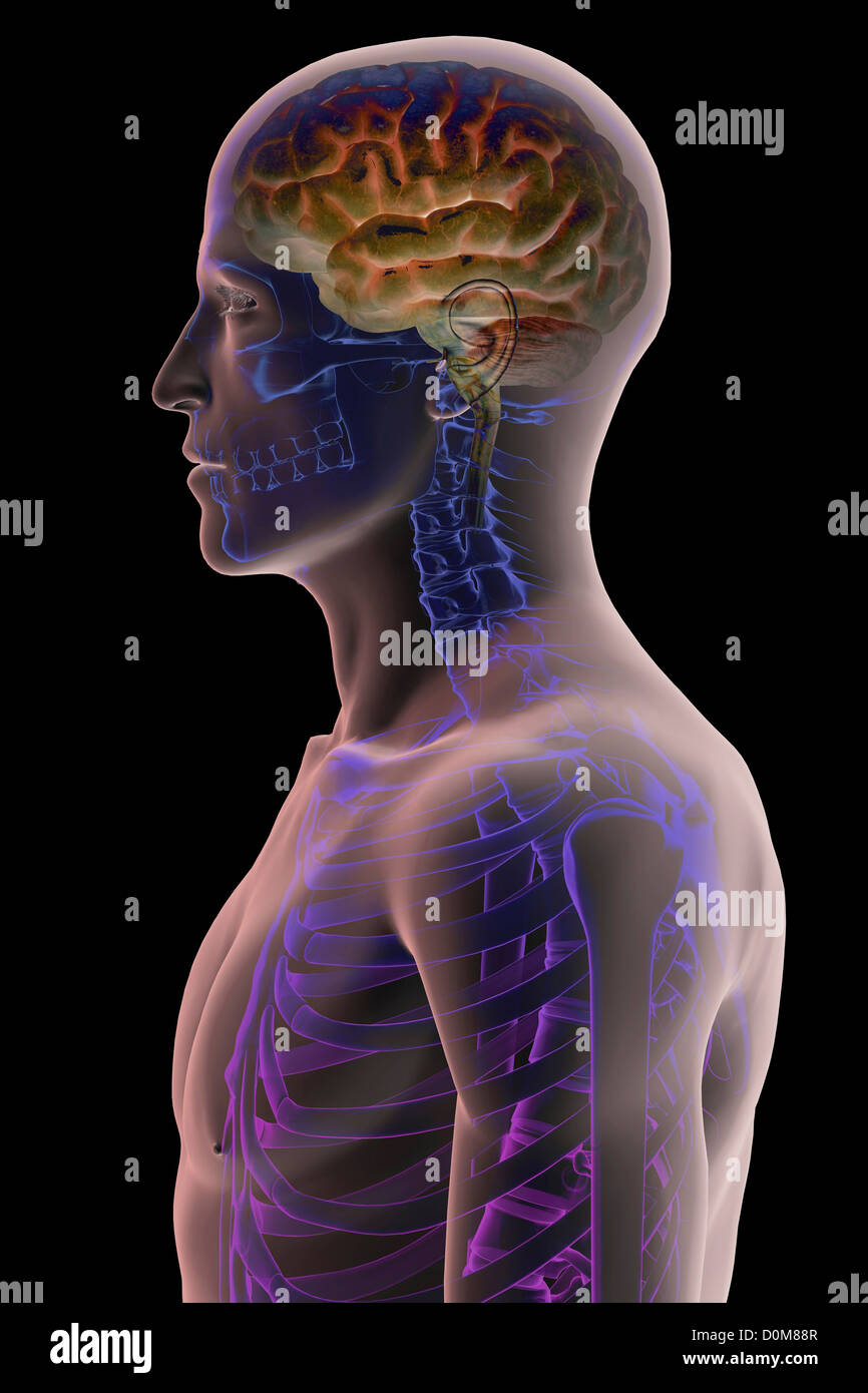 Stylized side view of male skin with the brain visible within the head ...