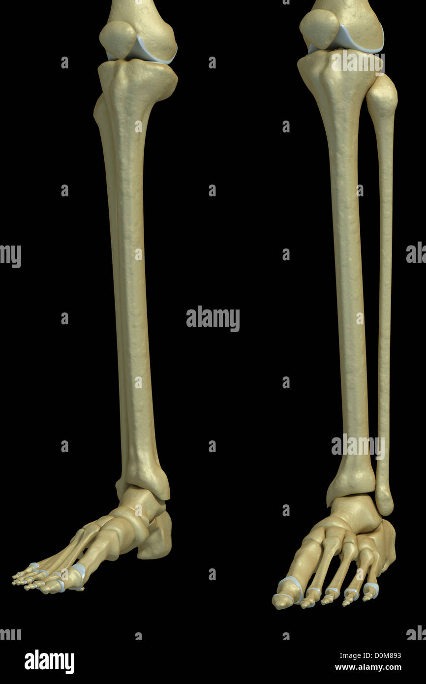 Three quarter View Of The Bones Of The Lower Legs Ankle Joints And three-quarter-view-of-the-bones-of-the-lower-legs-ankle-joints-and