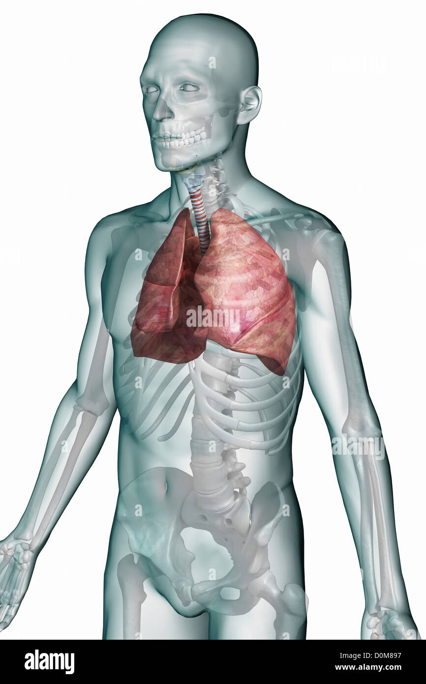 Stylized three-quarter view of the upper body showing the skeleton and ...