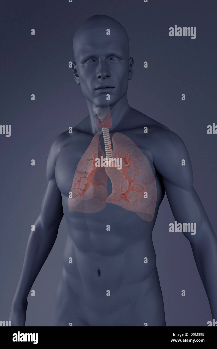 Gray scale male figure with the respiratory system. The lungs are faded ...